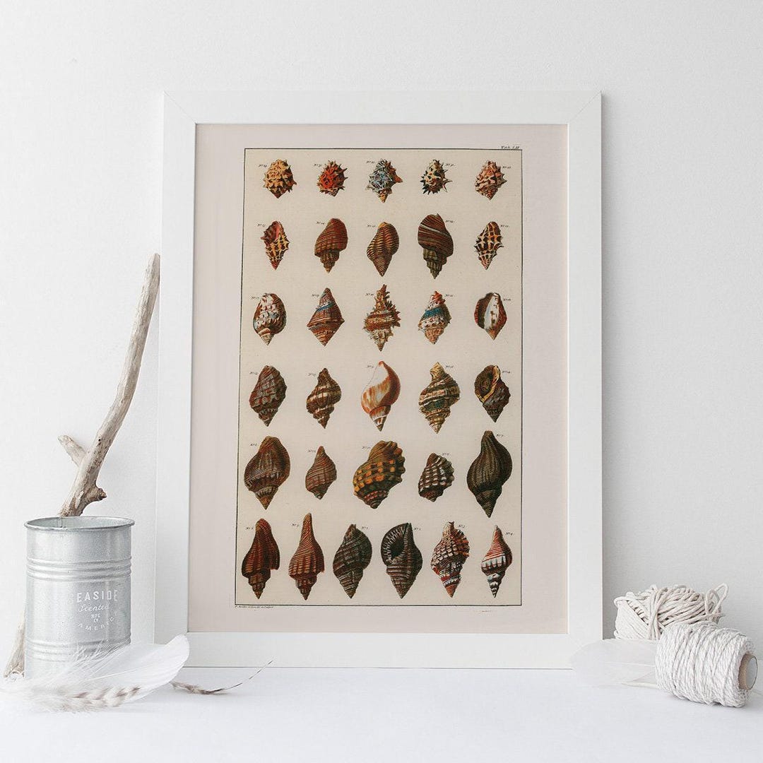 VINTAGE NAUTICAL PRINT, Antique Seashell Print, Professional ...