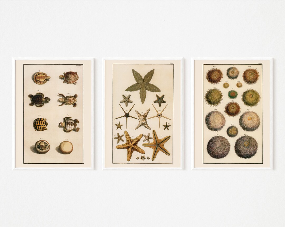 COASTAL HOME DECOR, Ocean Bathroom Decor, Naturalist Vacation Home ...