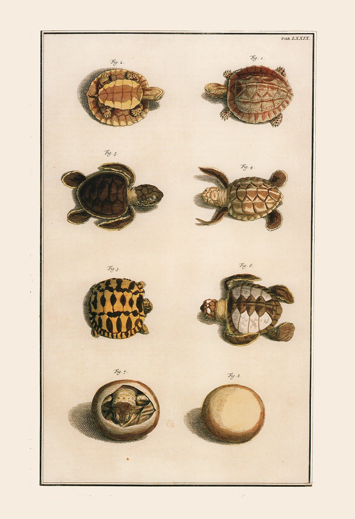 VINTAGE TURTLES PRINT Antique Nature Print Professional - Etsy