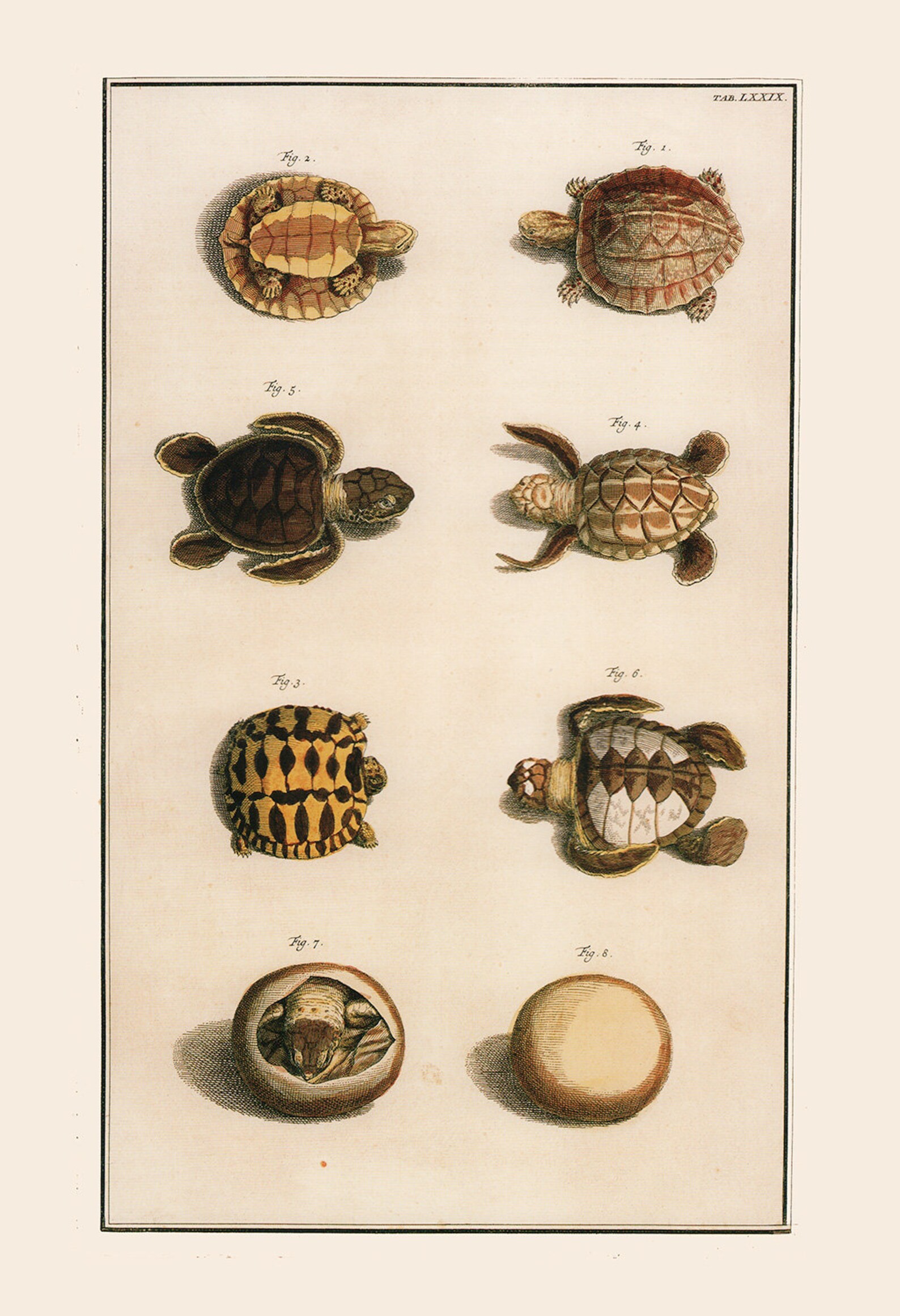 VINTAGE TURTLES PRINT Antique Nature Print Professional - Etsy