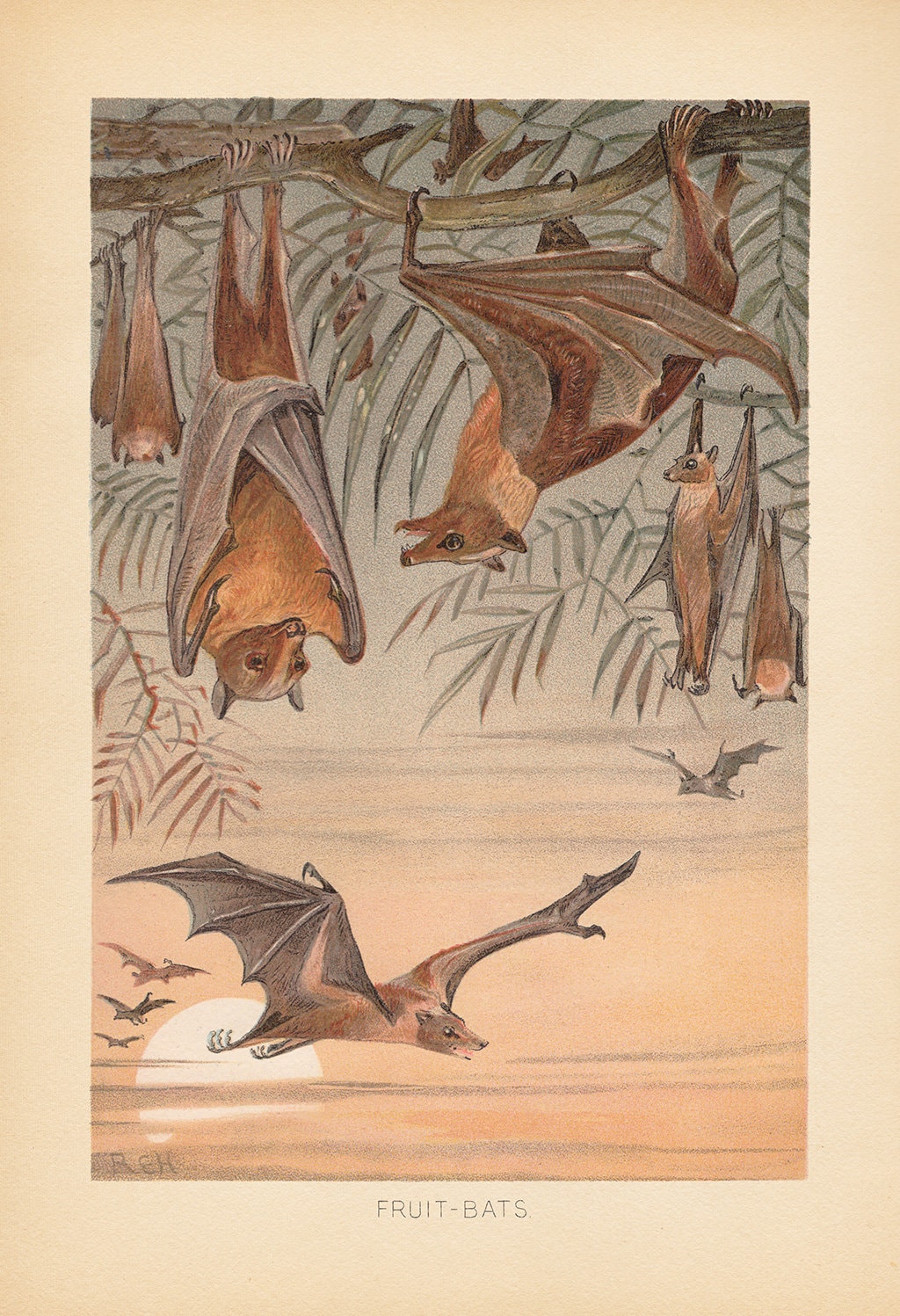 VINTAGE ZOOLOGY ART Antique Bat Print Antique Mammalogy | Etsy