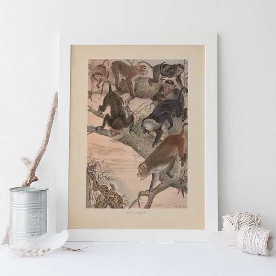 ANTIQUE ZOOLOGY PRINT Vintage Macaque Print Antique | Etsy
