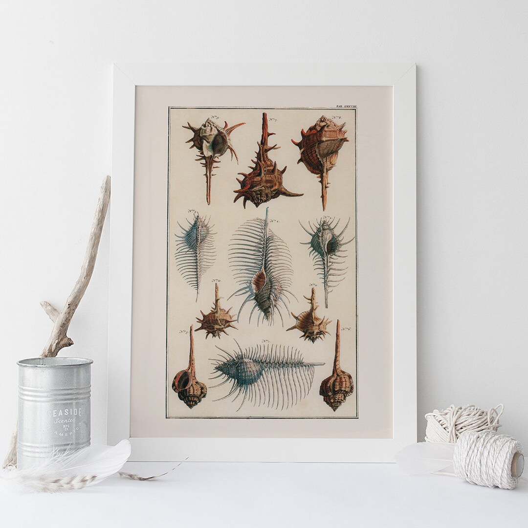 VINTAGE SEASHELL PRINT, Antique Seashell Print, Professional ...