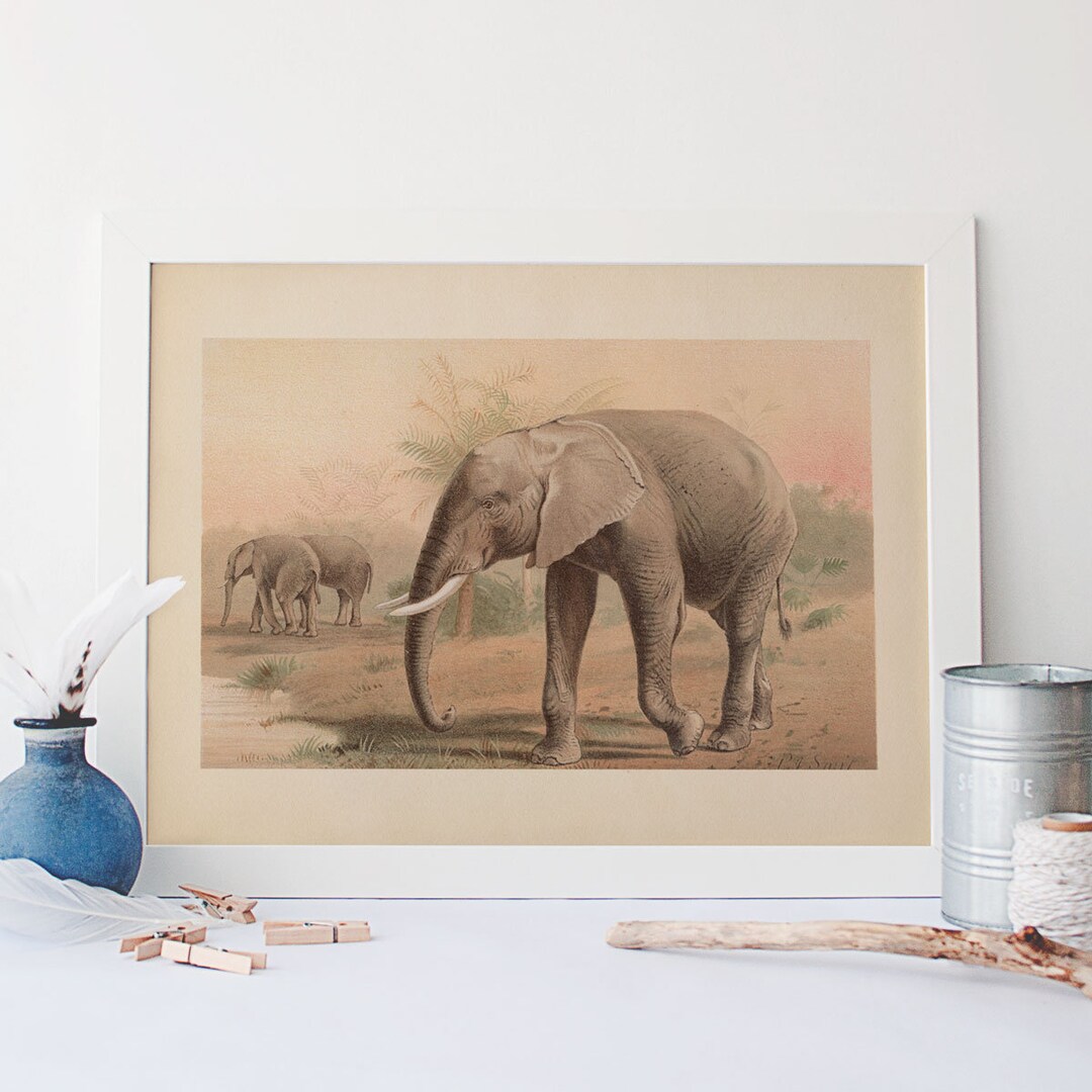 VINTAGE ELEPHANT POSTER Antique African Elephant Print - Etsy
