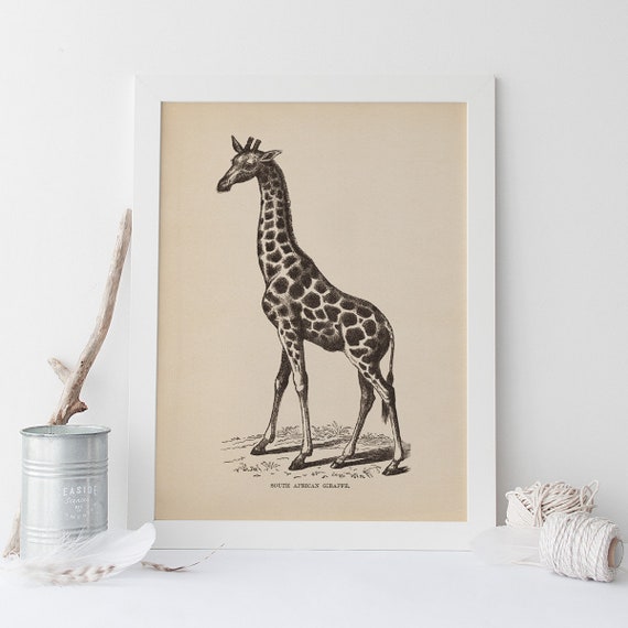 GIRAFFE WALL ART South African Giraffe Print Antique | Etsy