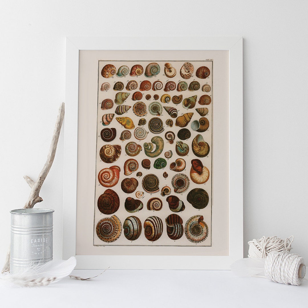 VINTAGE NAUTICAL PRINT, Antique Seashell Print, Professional ...