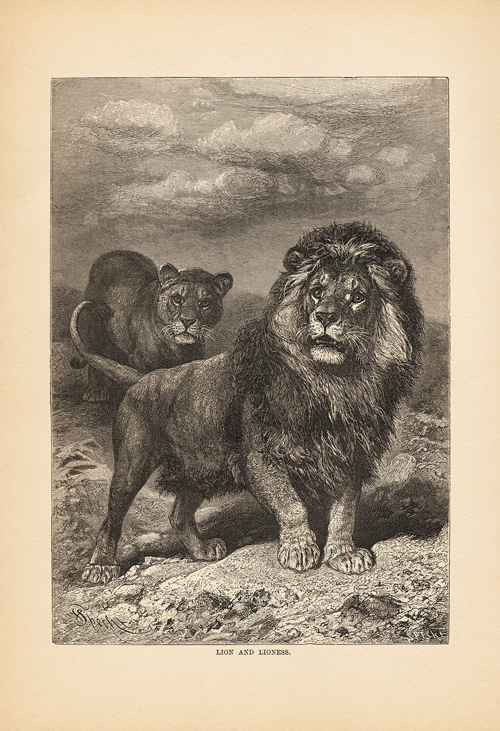 ANTIQUE ZOOLOGY PRINT Vintage Lion Print Antique Mammalogy | Etsy