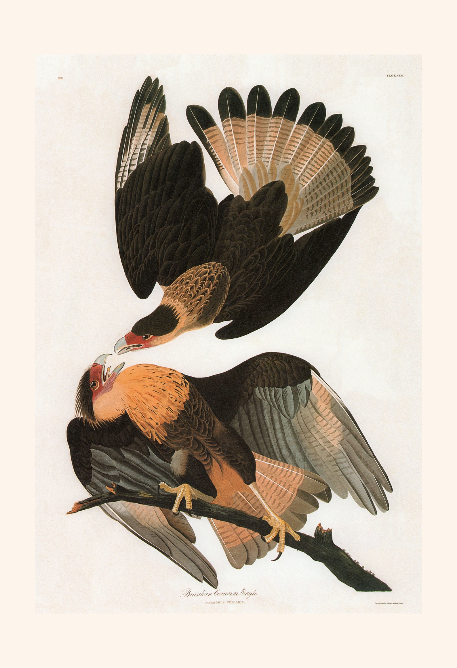 ANTIQUE EAGLE PRINT Various Sizes High Quality - Etsy