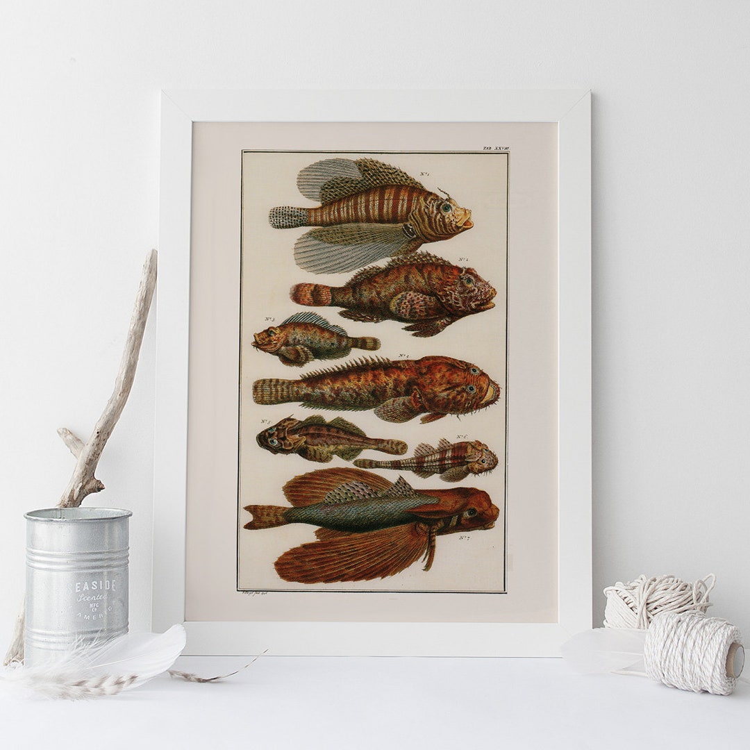 SCIENTIFIC MARINE POSTER, Antique Fish Diagram, Professional ...