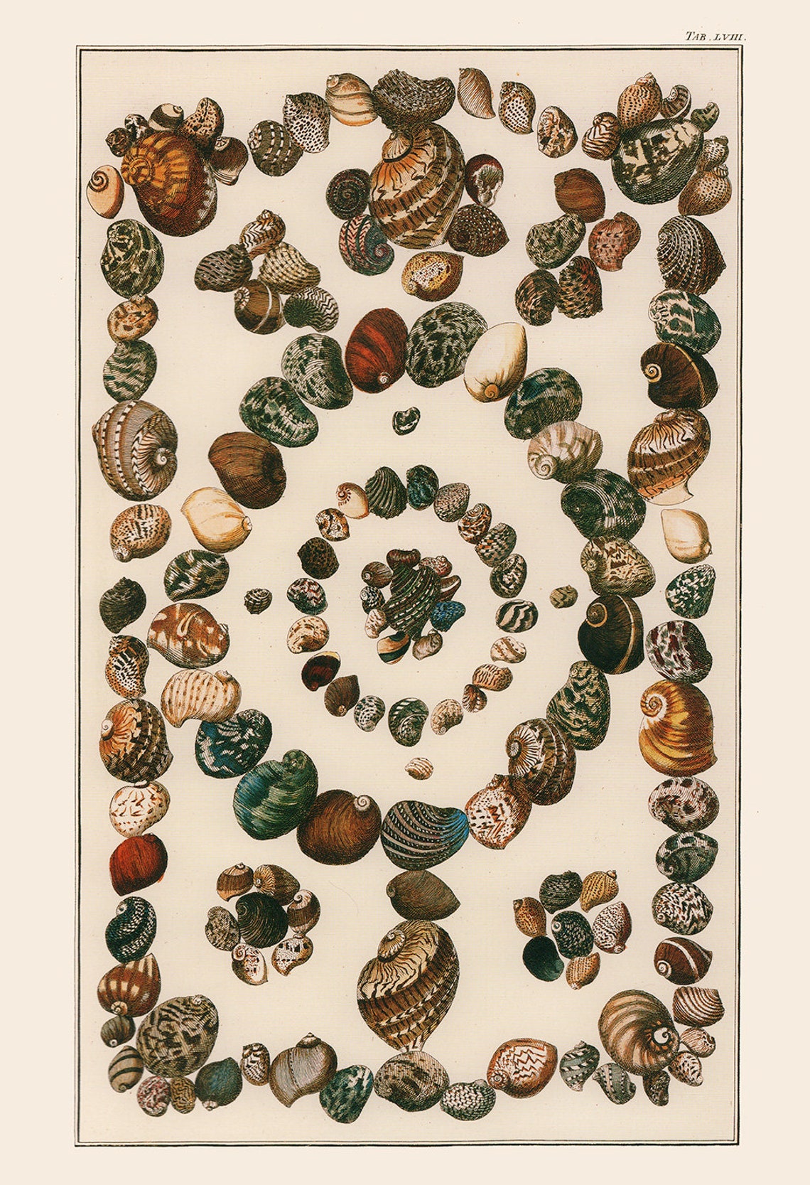 VINTAGE NAUTICAL PRINT Antique Seashell Print Professional - Etsy