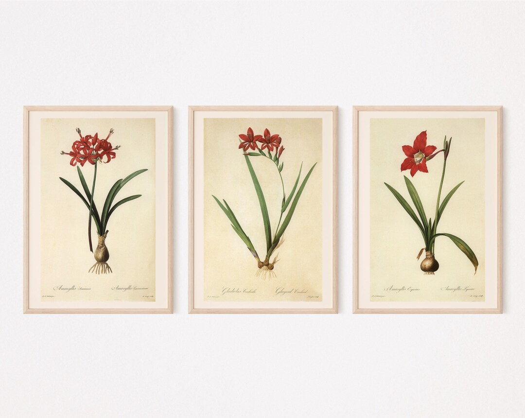 RED FLOWERS PRINTS, Waterfall Lily, Guernsey Lily, Amaryllis Equestris ...