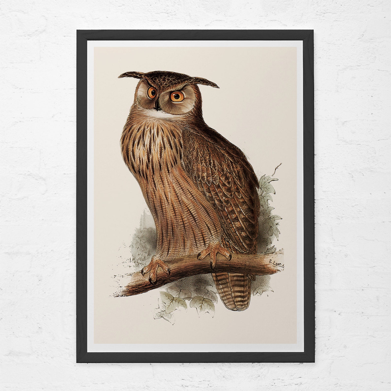 ANTIQUE OWL PRINT Vintage Ornithology Print Antique Bird - Etsy