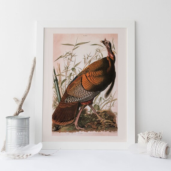 AUDUBON BIRD PRINT Wild Turkey Poster Professional Quality | Etsy