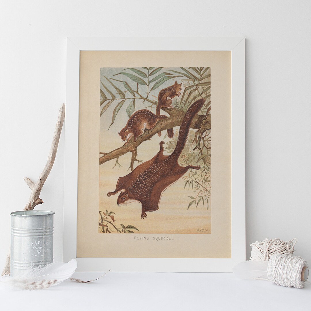 VINTAGE ZOOLOGY ART, Antique Flying Squirrel Print, Antique Mammalogy ...
