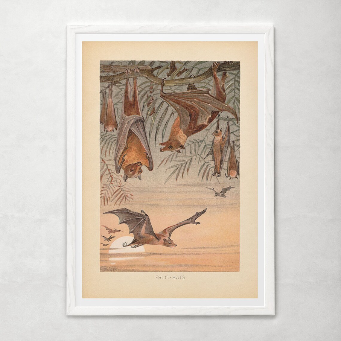 VINTAGE ZOOLOGY ART Antique Bat Print Antique Mammalogy | Etsy