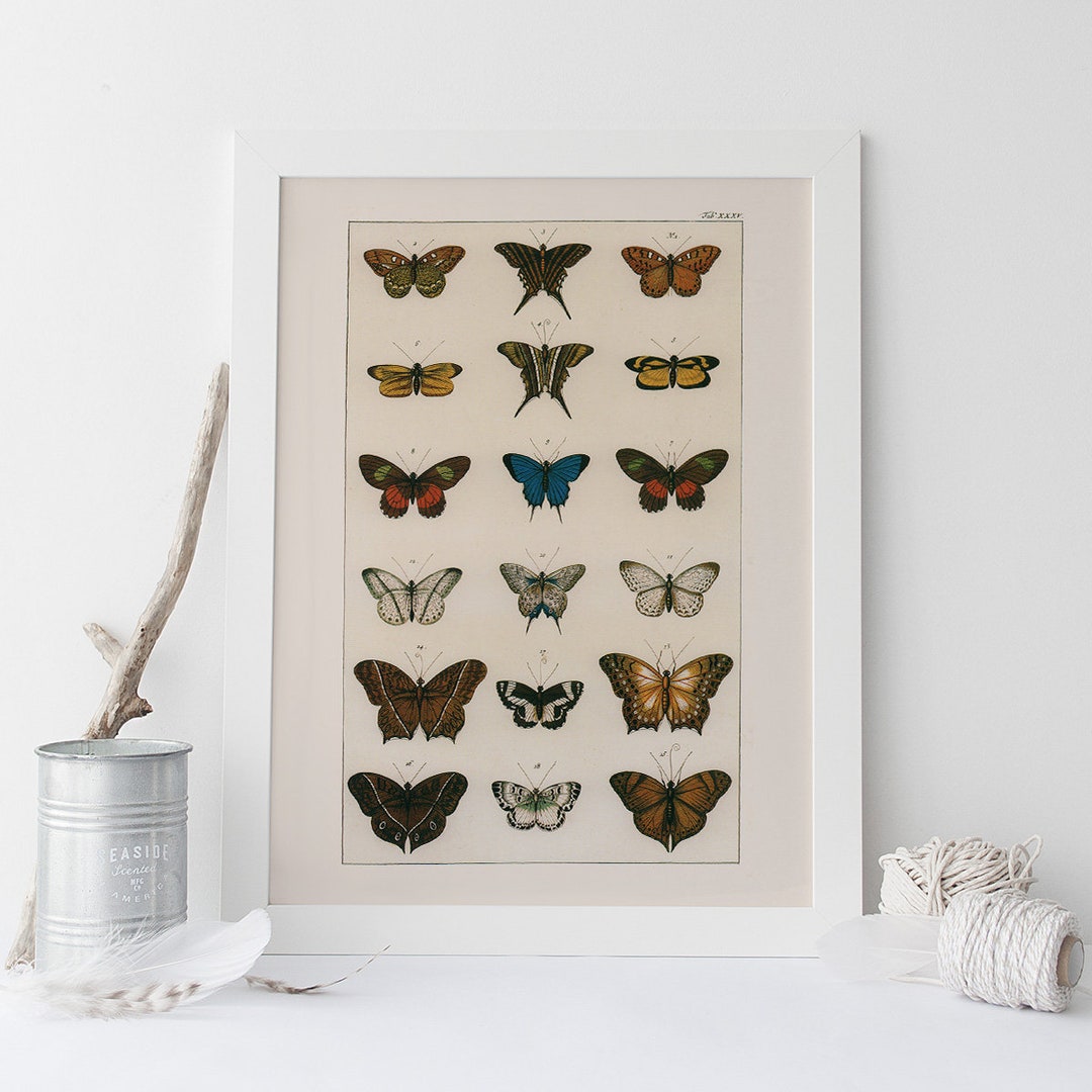 BUTTERFLY COTTAGE DECOR, Antique Nature Print, Nature Art Butterfly Art ...