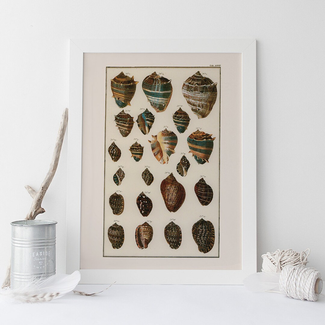ANTIQUE SEASHELL PRINT, Nautical Nature Print, Professional ...