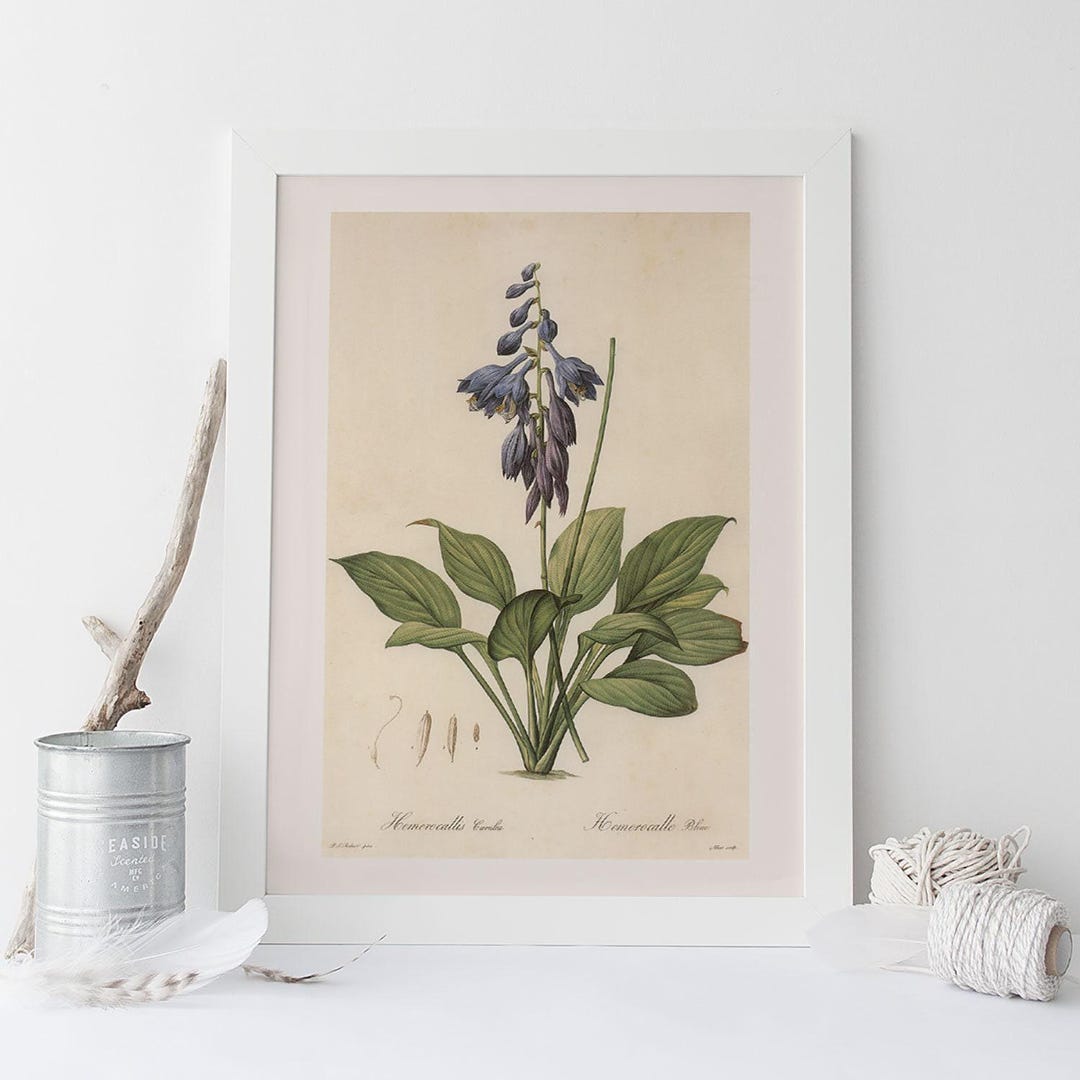 BLUE PLANTAIN LILY Print, Flower Poster, Redouté, 19th Century Art ...