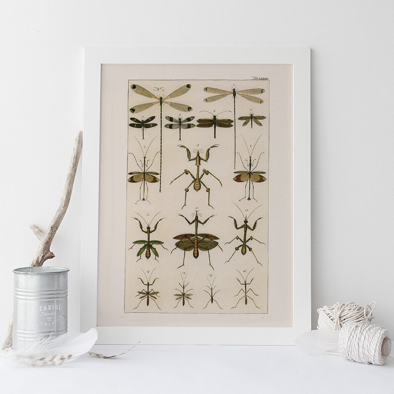 VINTAGE NATURE PRINT Antique Nature Art Print Antique - Etsy Canada