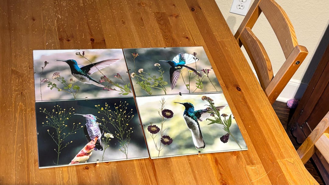 SET OF 4 VIVID Hummingbird 8x10 Prints With Pressed Real Dried Flowers ...