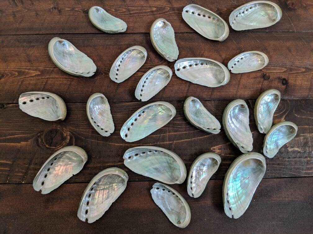 Florida Abalone Shell for Smudging Alter Shells for Sage Meditation ...