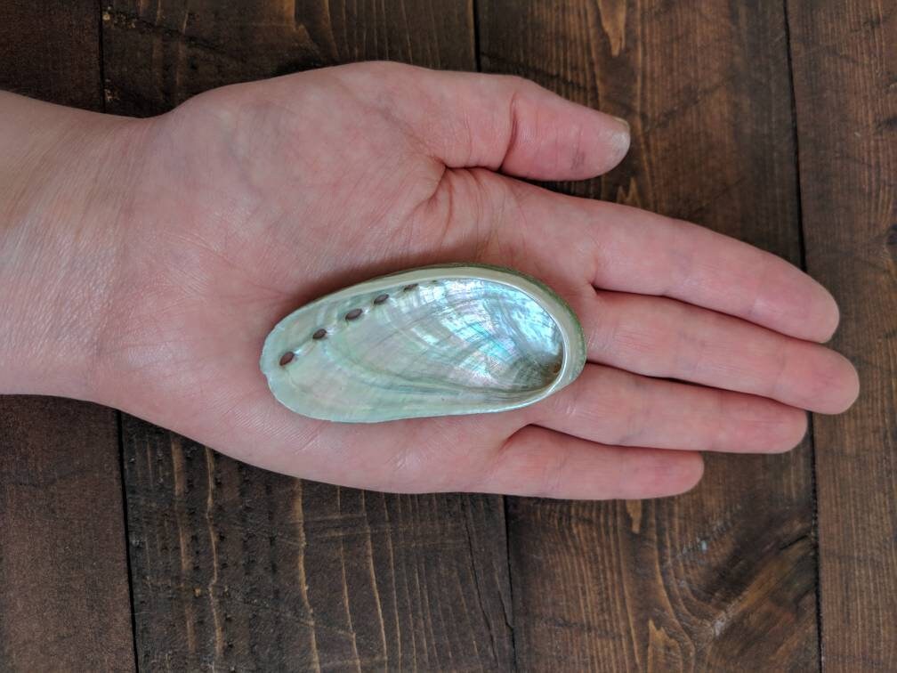 Florida Abalone Shell for Smudging Alter Shells for Sage Meditation ...