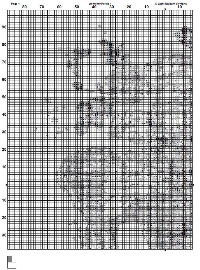 Anatomy Pelvis Cross Stitch Pattern 1 Instant PDF Download - Etsy