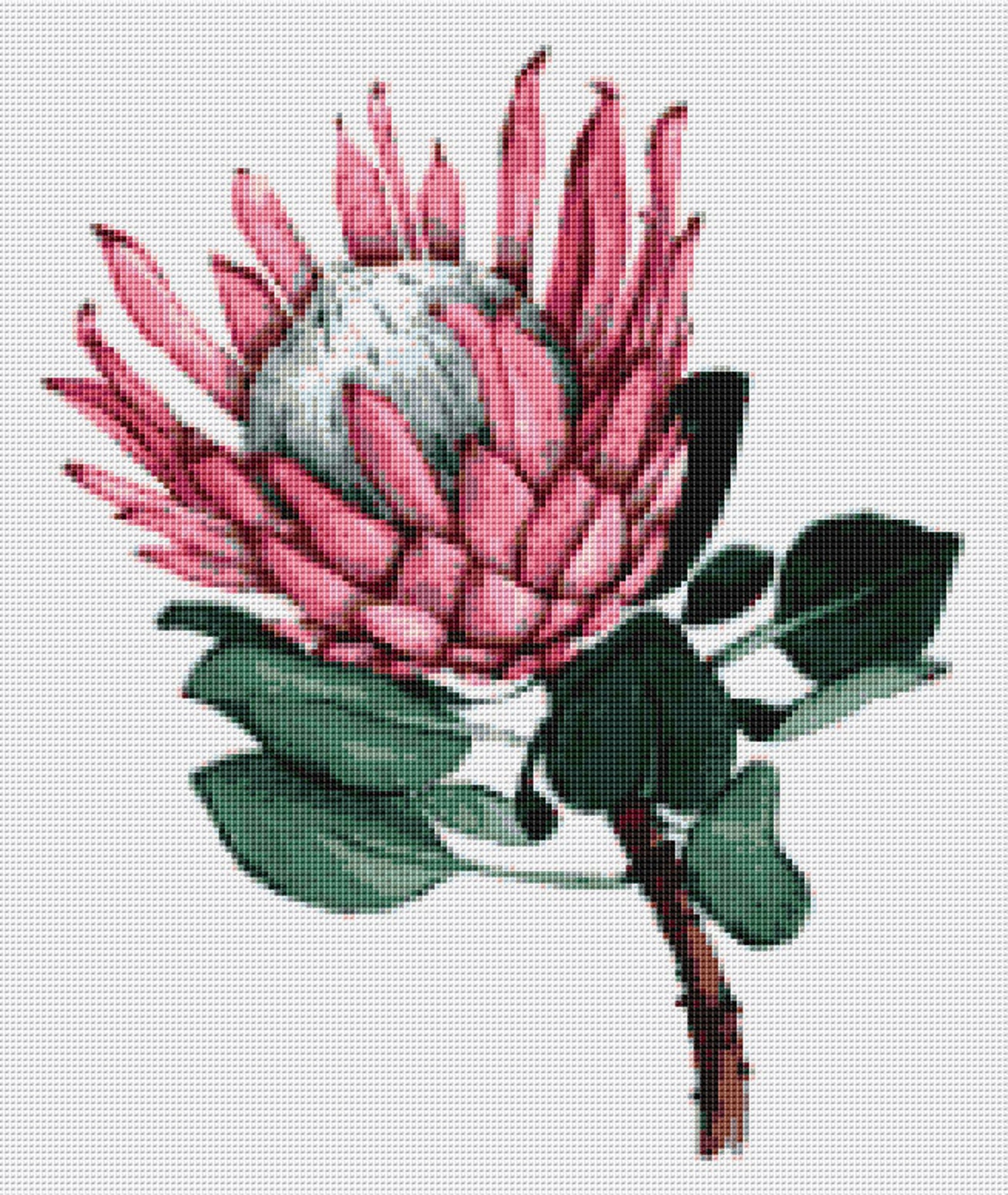 Protea Cross Stitch Pattern 4 Instant PDF Download Protea | Etsy