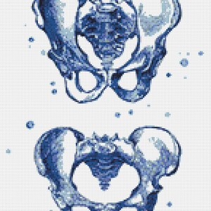 Anatomy Pelvis Cross Stitch Pattern 2 Instant PDF Download - Etsy