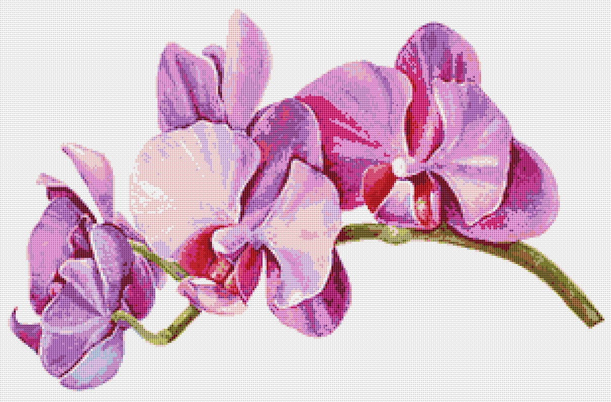 Orchid Cross Stitch Pattern 14 Instant PDF Download Flowers - Etsy