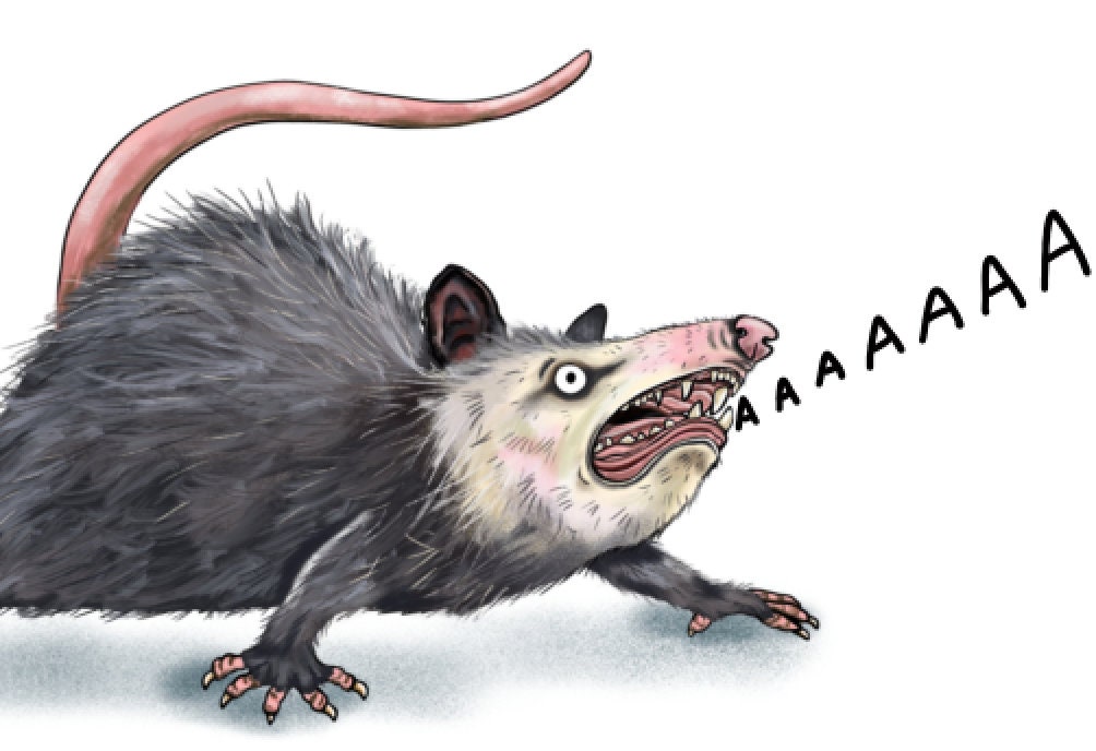 Angry Possum