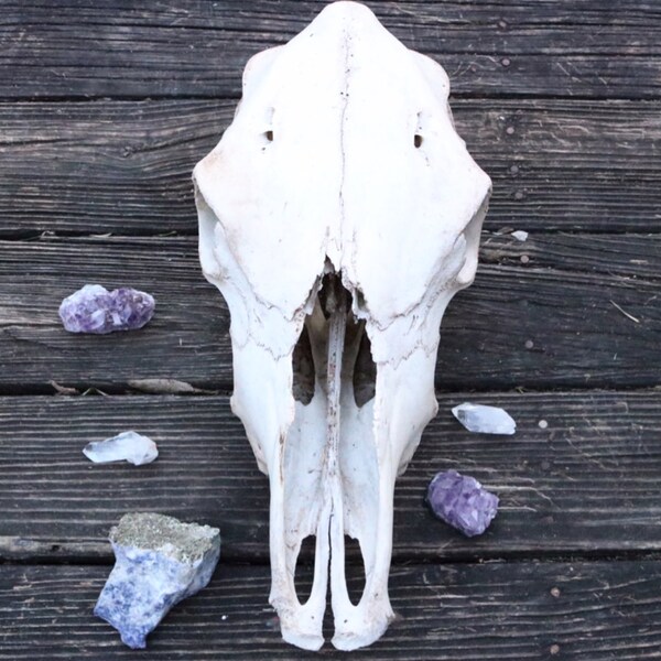Real Cow Skull - Etsy