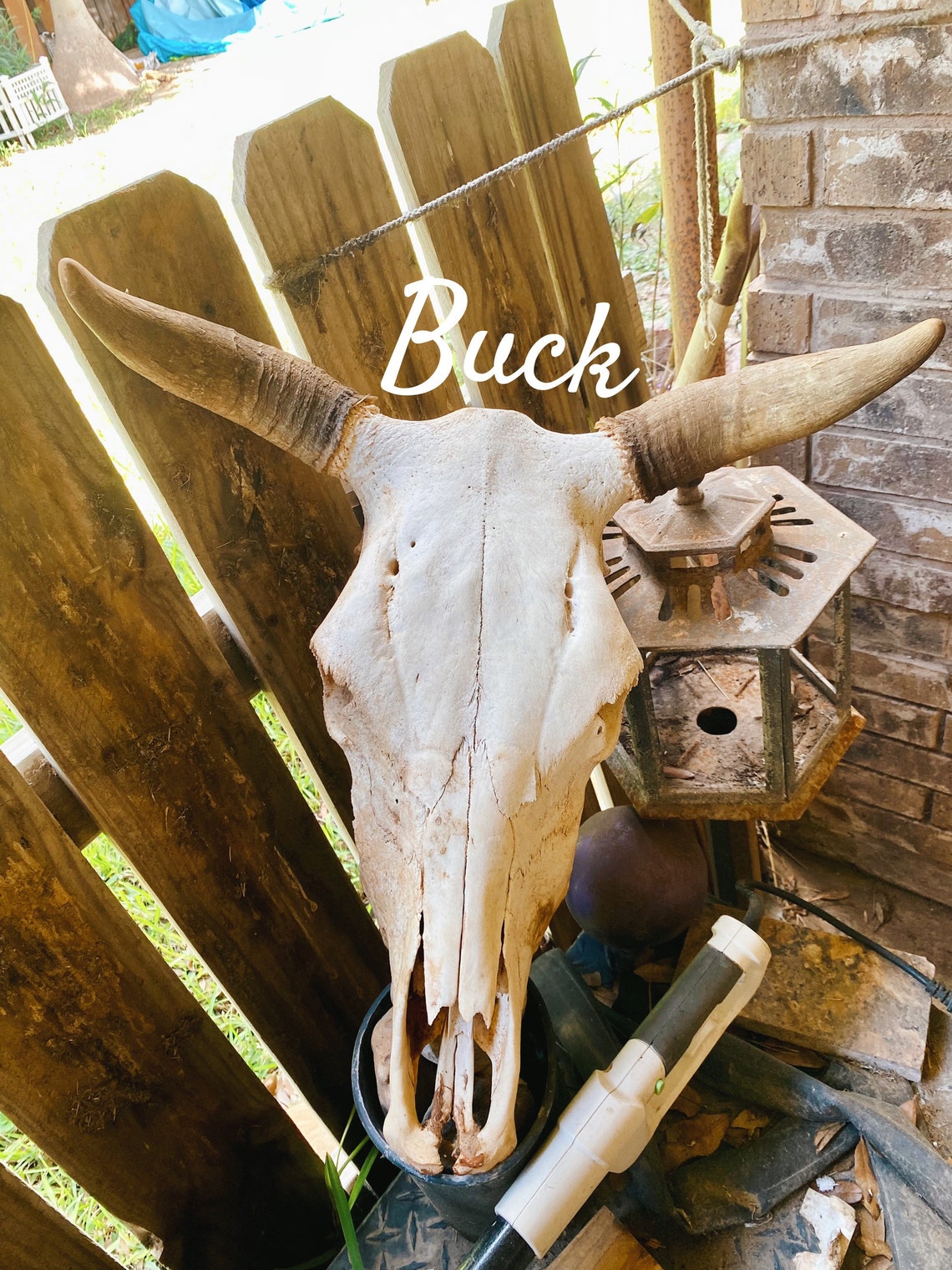 Naturally Deceased Bull Skull Curiosities Real Animal Skull - Etsy