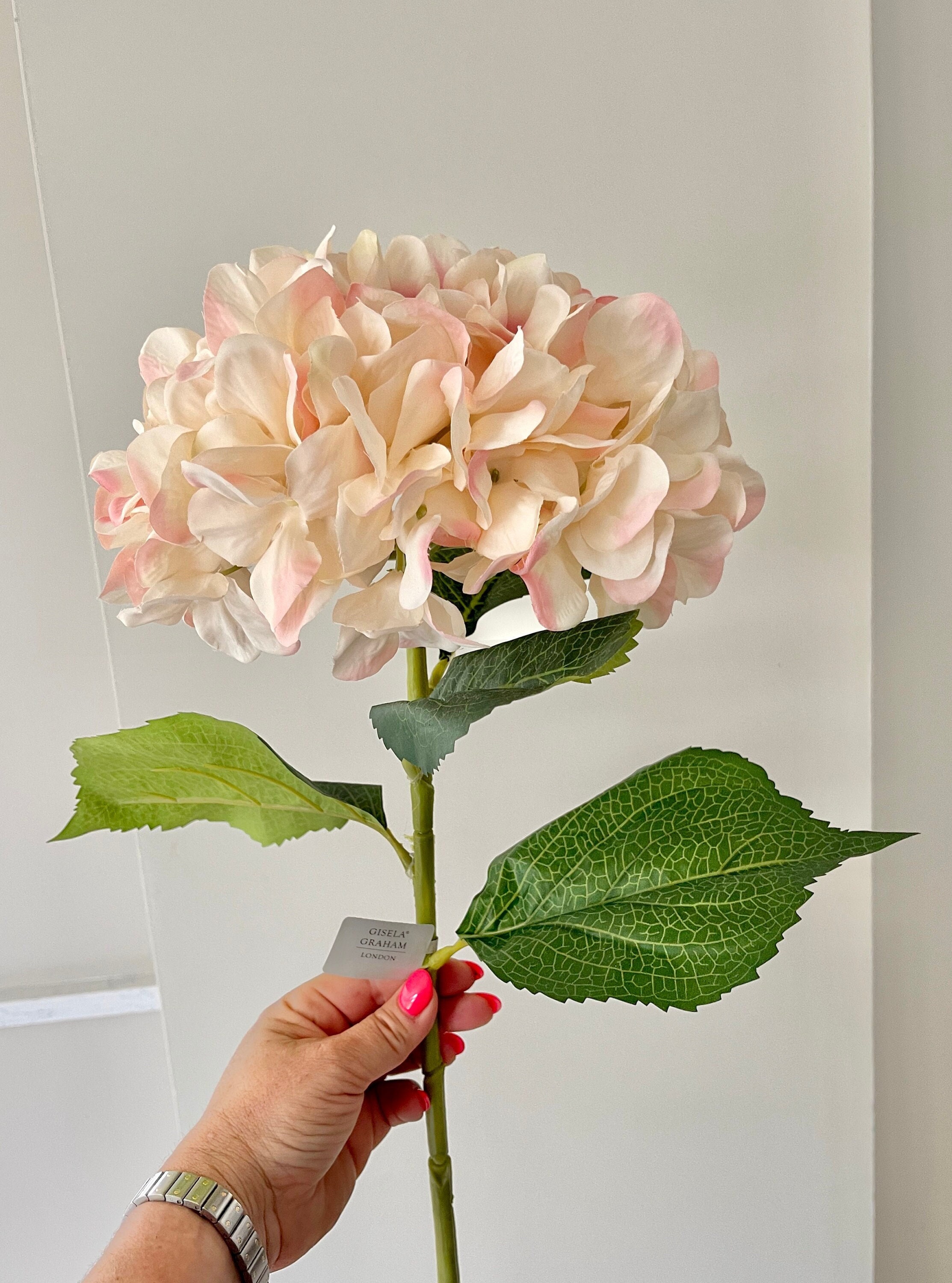 White Hydrangea Blush