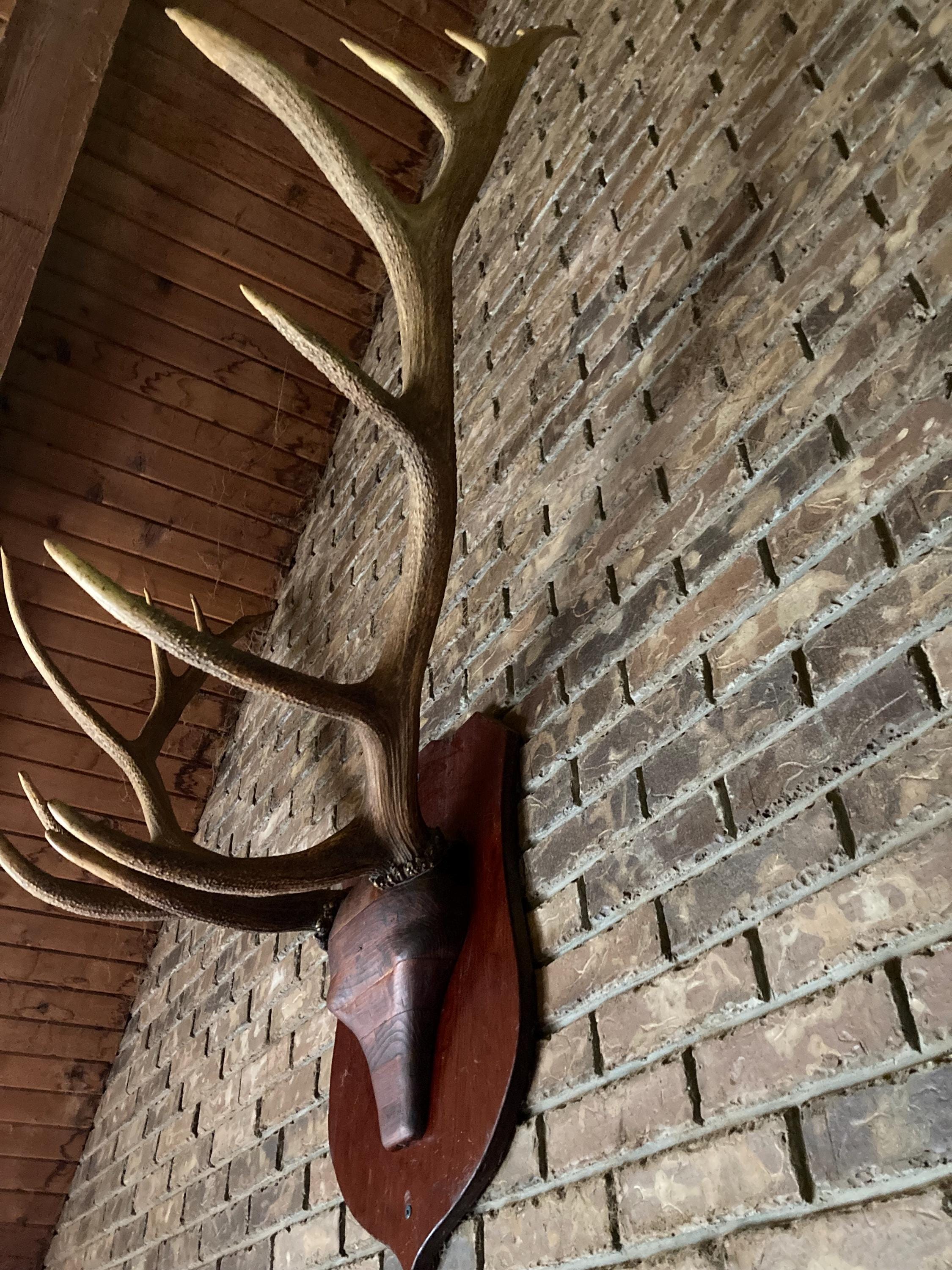 Vintage Stunning Extra-large Elk Rack Mount - Etsy