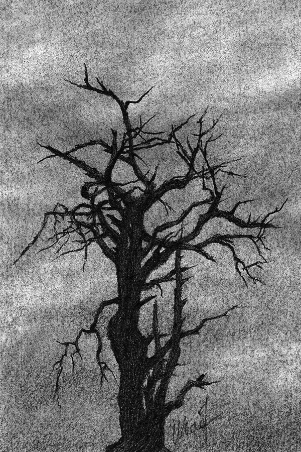 Charcoal Drawings Of Trees