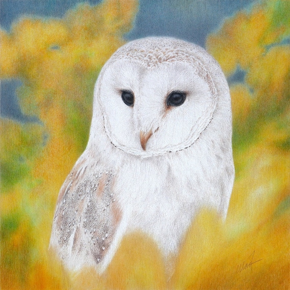 Barn Owl Drawing With Fall Colors Original Drawing and - Etsy