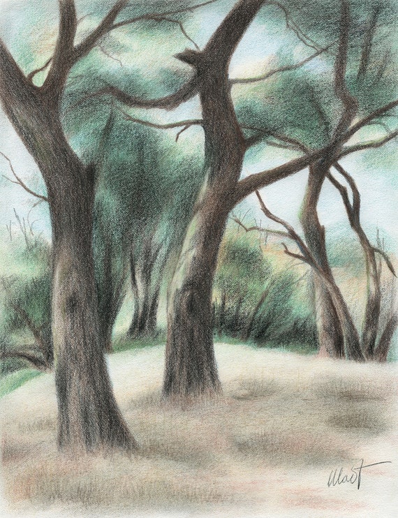 Oak Trees Drawing California Landscape Nature Art Giclee - Etsy