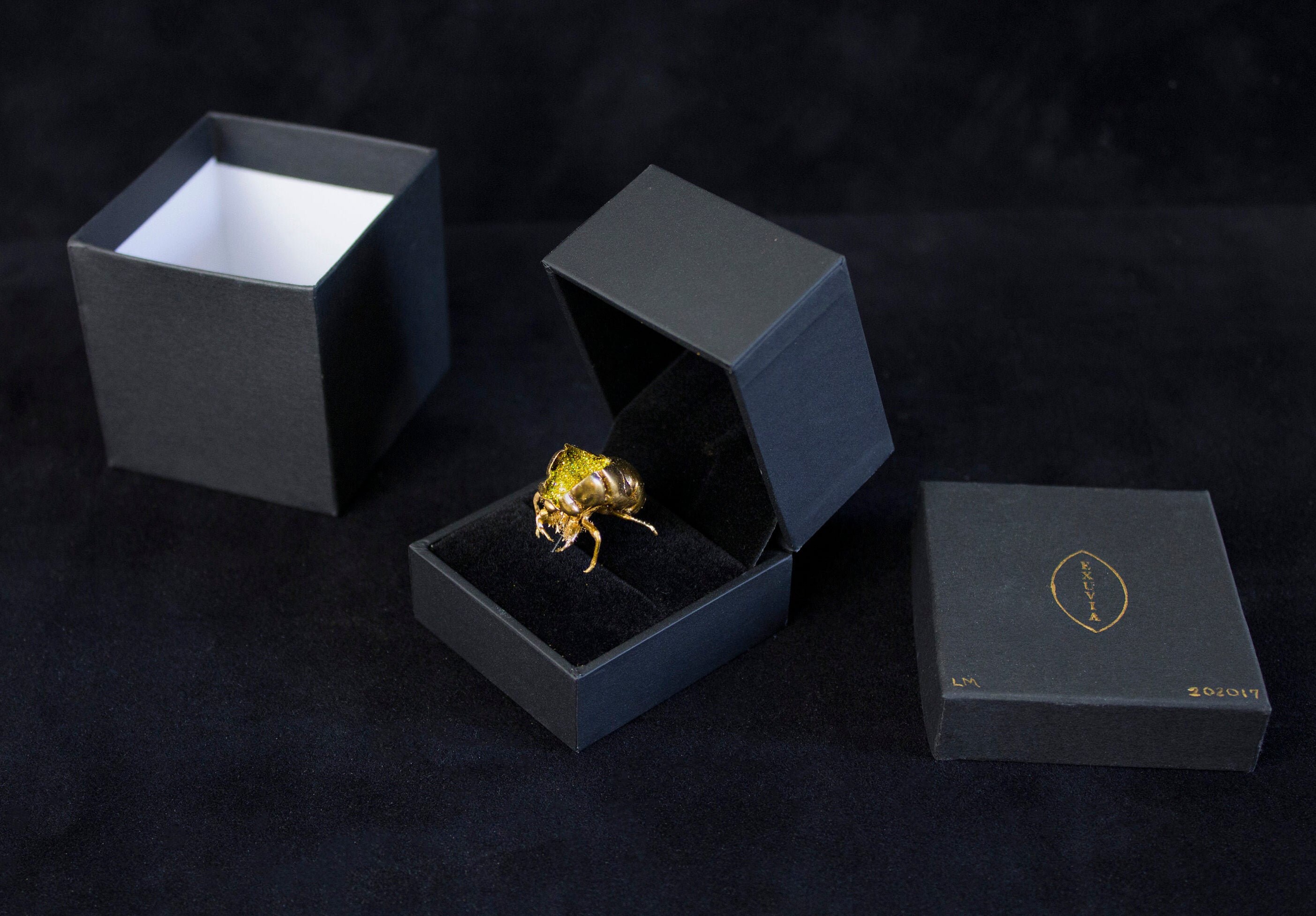 Cicada Exoskeleton Artwork : Exuvia. Unique Jewel Made From REAL Cicada ...