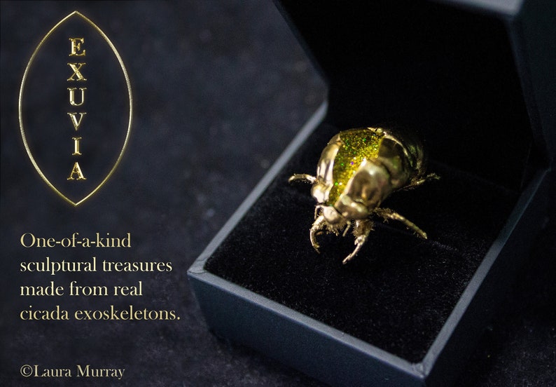 Cicada Exoskeleton Artwork : Exuvia. Unique Jewel Made From REAL Cicada ...
