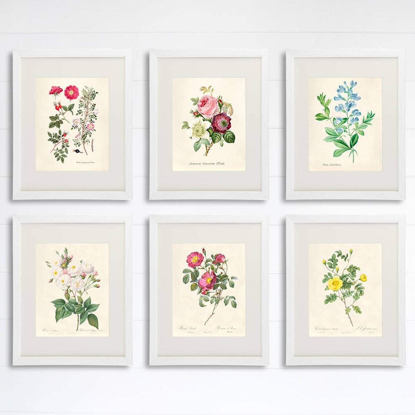 Vintage Roses Wall Art Prints set of 6 8x10s Botanical | Etsy