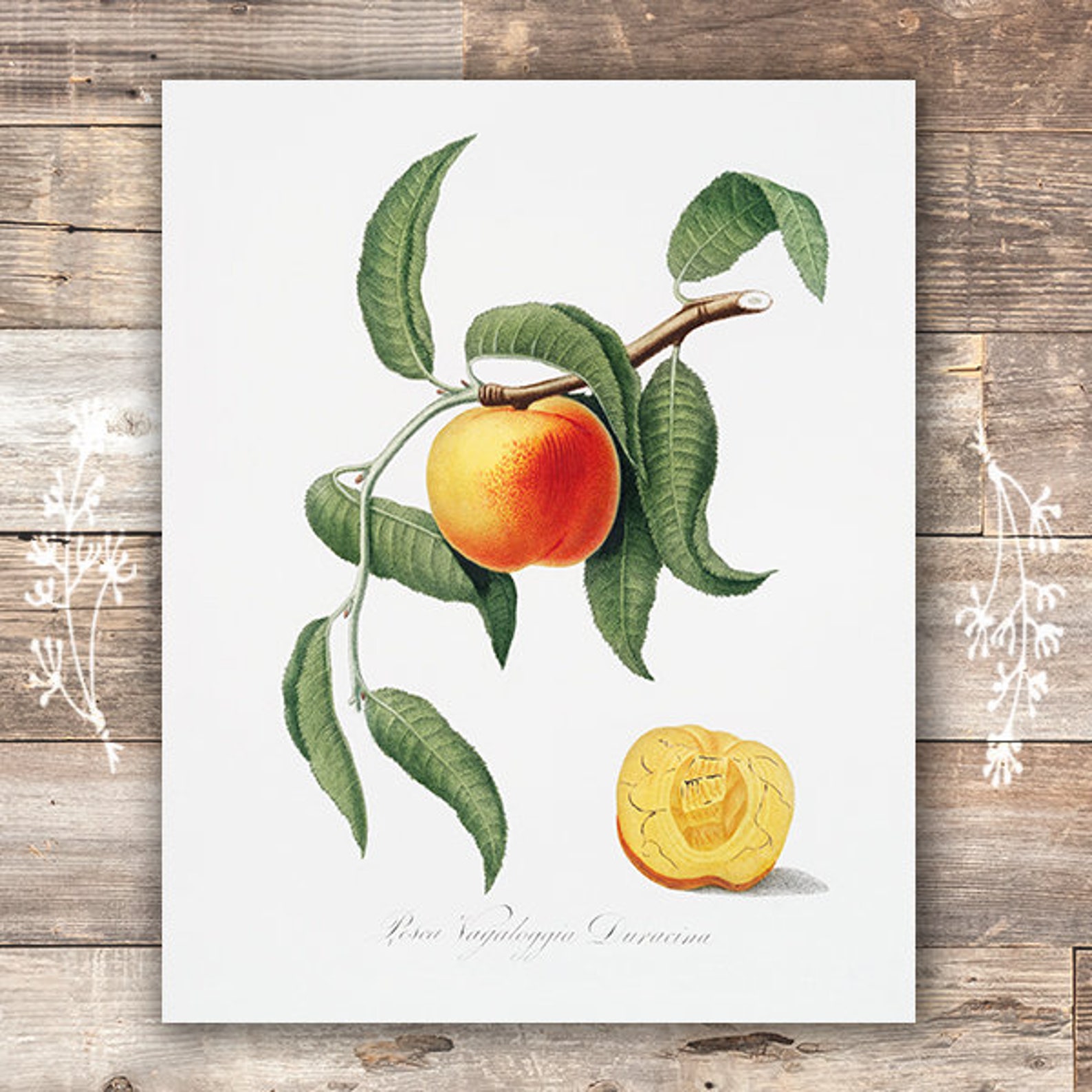 Vintage Fruit Art Prints Kitchen Botanical Prints set of - Etsy