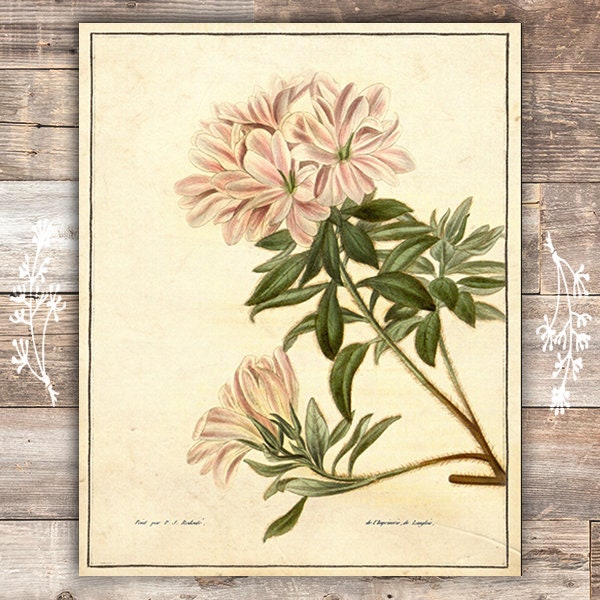 Vintage Botanical Flowers Art Prints Set of 6 8x10s | Etsy