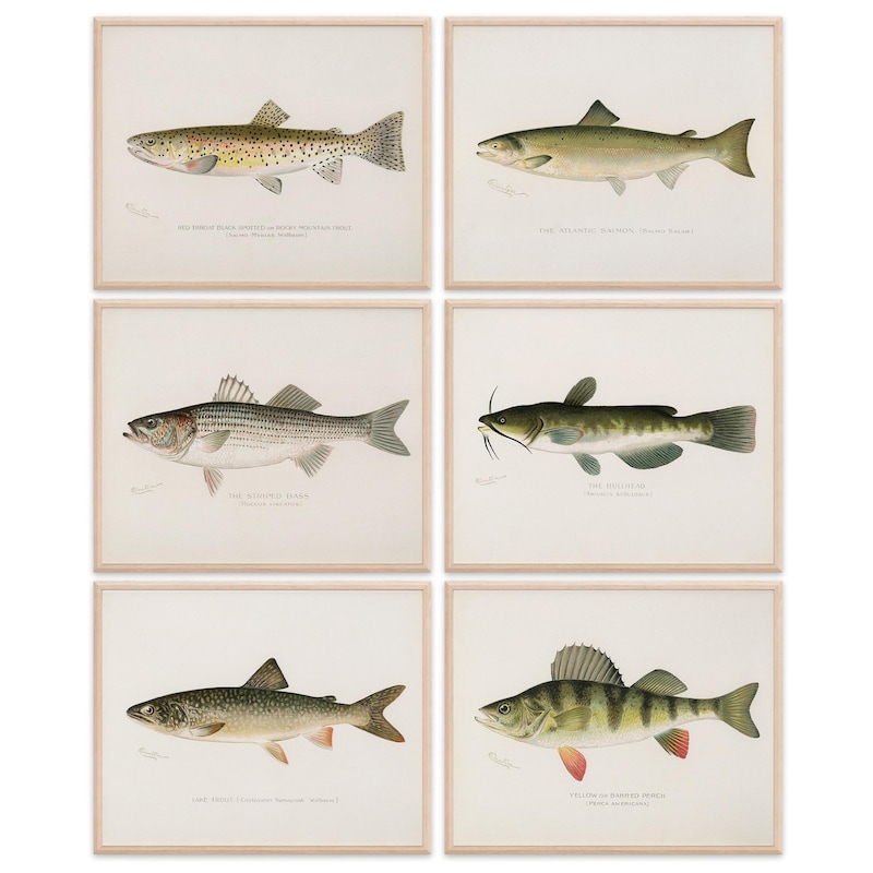 Vintage Fish Poster - Etsy