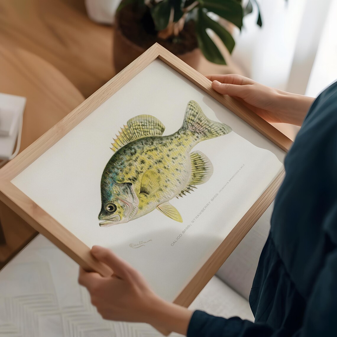 Vintage Fish Wall Art Prints (set of 6) - 8x10s | Fishing Decor - Etsy