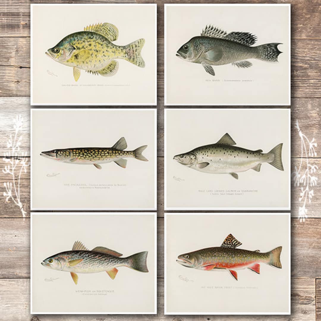 Vintage Fish Wall Art Prints set of 6 8x10s Fishing Decor - Etsy