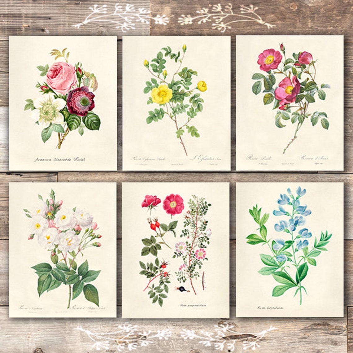Vintage Roses Wall Art Prints set of 6 8x10s Botanical | Etsy