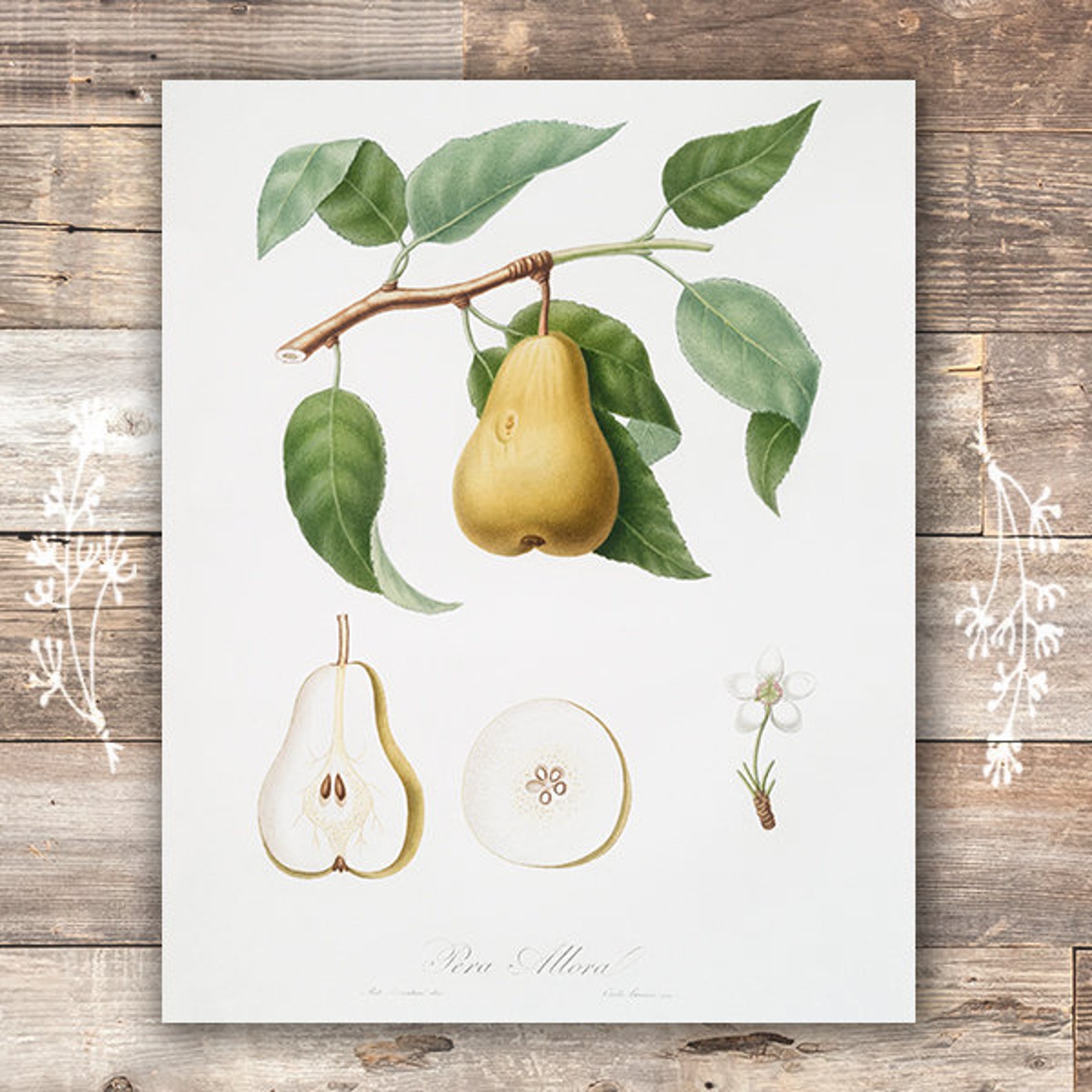 Vintage Fruit Art Prints Kitchen Botanical Prints set of - Etsy