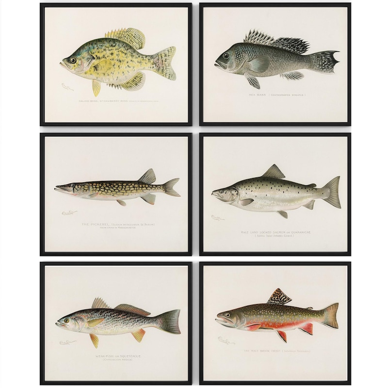 Vintage Fish - Etsy