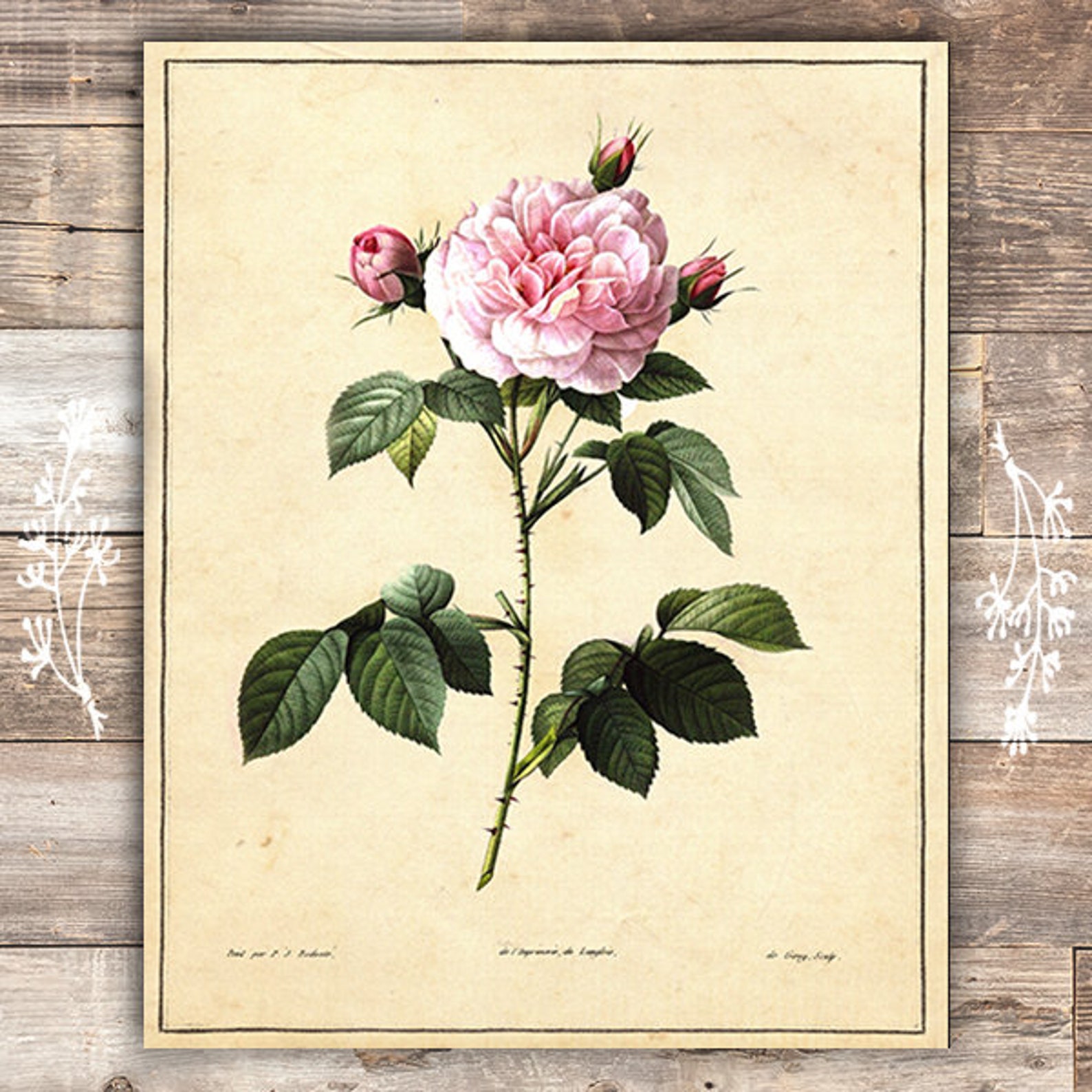 Vintage Botanical Flowers Art Prints Set of 6 8x10s | Etsy